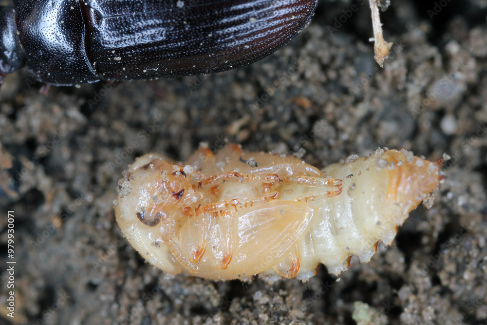 Lesser Mealworm Beetle (Alphitobius diaperinus), developmental stage ...