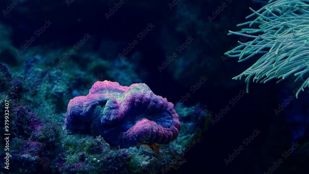LPS lobed brain coral polyp head in stress, lyretail coralfish in ...