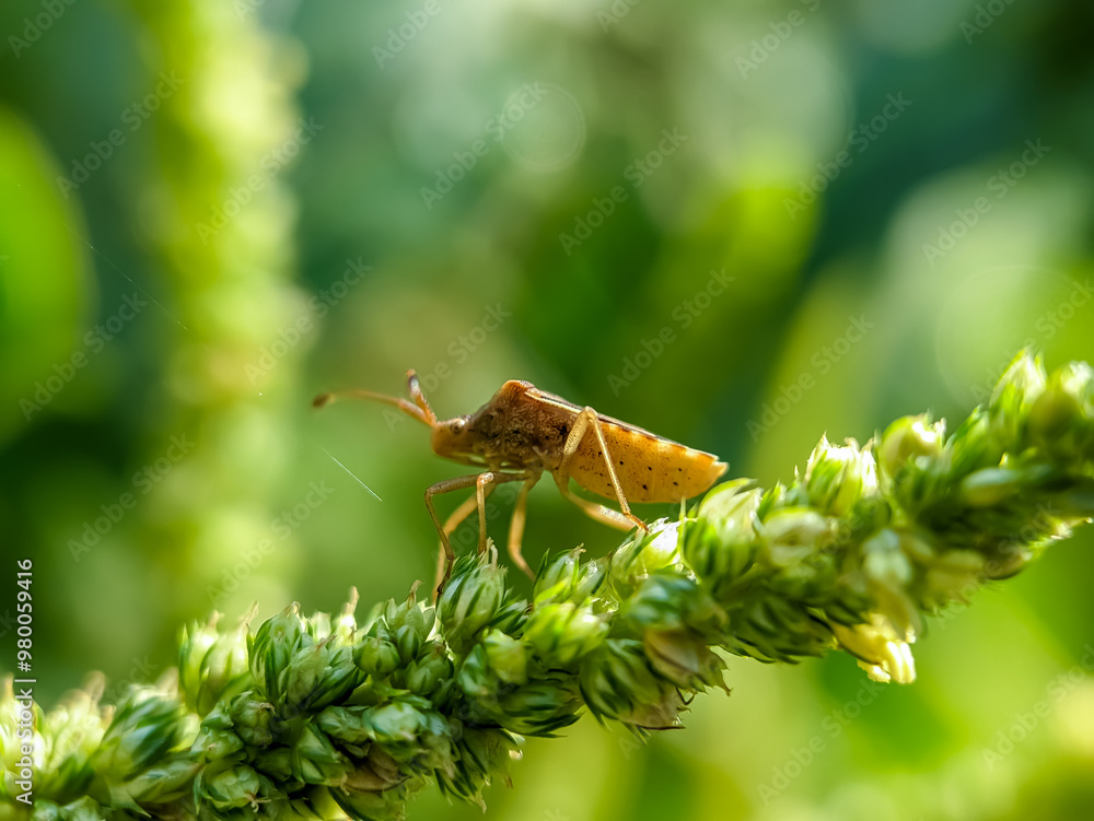 Box bug (Gonocerus acuteangulatus) on spinach plants. Agricultural pest ...