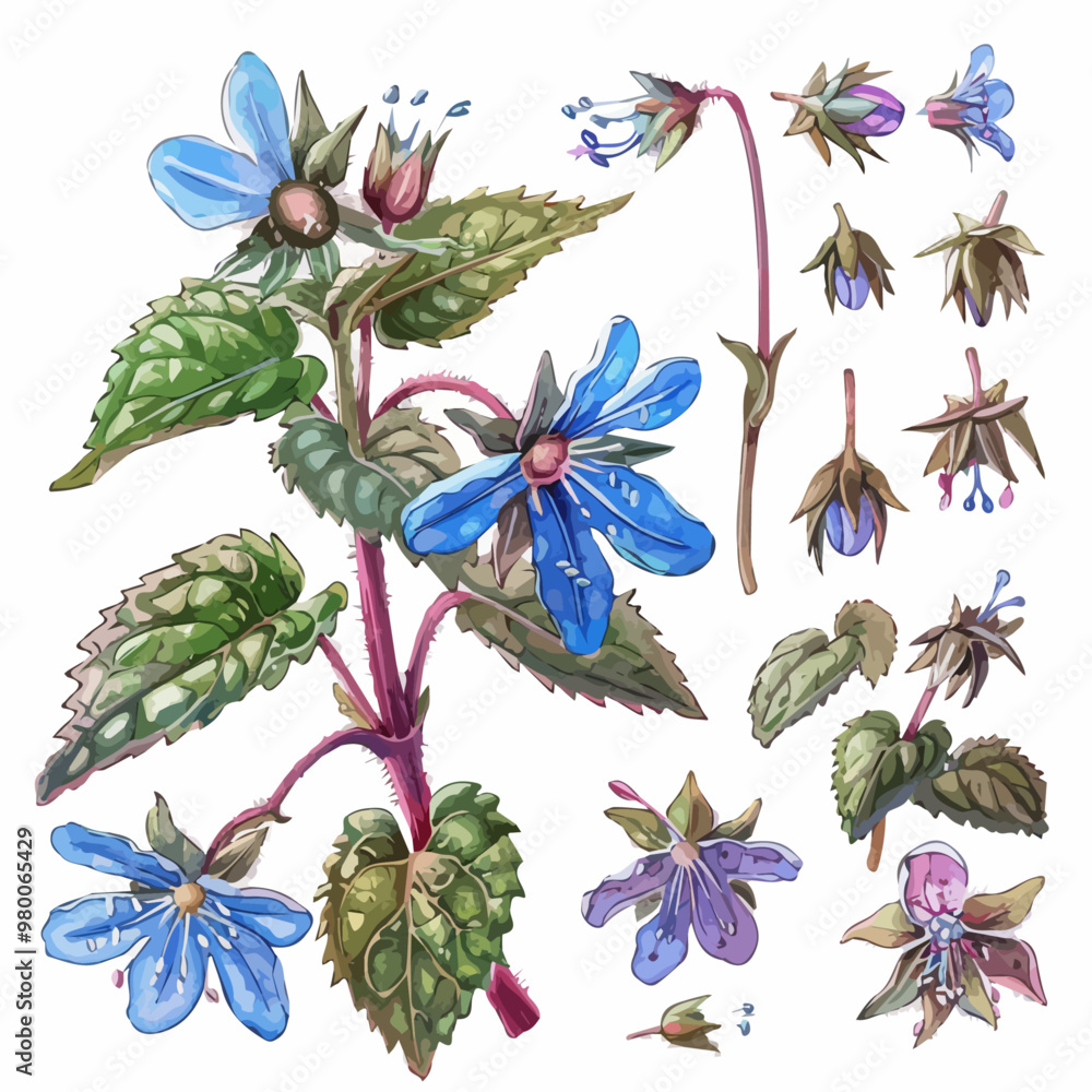 vector drawing borage, Borago officinalis at white background, hand ...