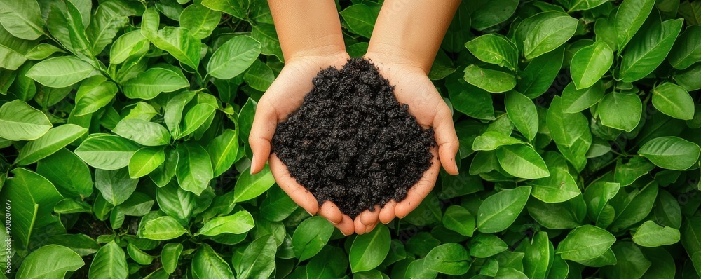 Hands holding a pile of biochar over a lush green garden, showcasing ...