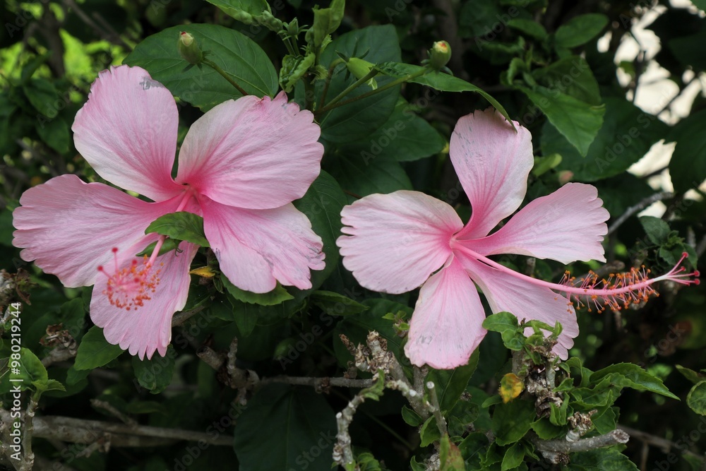 Hibiscus flowers (Latin: Hibiscus rosa-sinensis L.) are shrubs of the ...