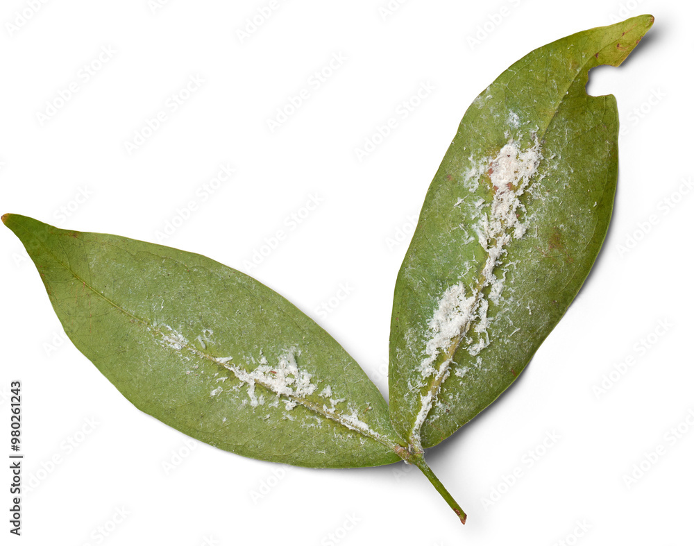 whiteflies infested leaves isolated white background, sap sucking tiny ...