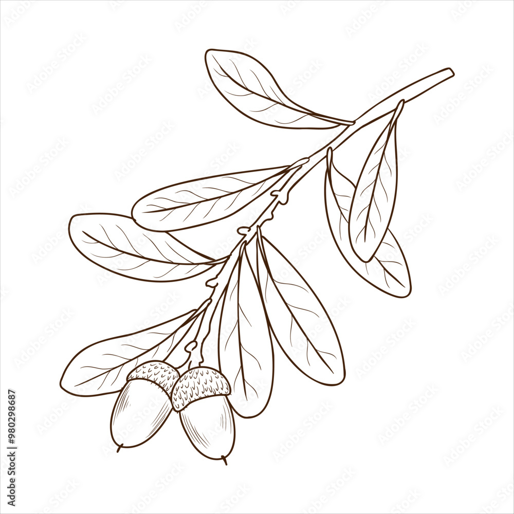 vector drawing branch of southern live oak tree with leaves and acorns ...
