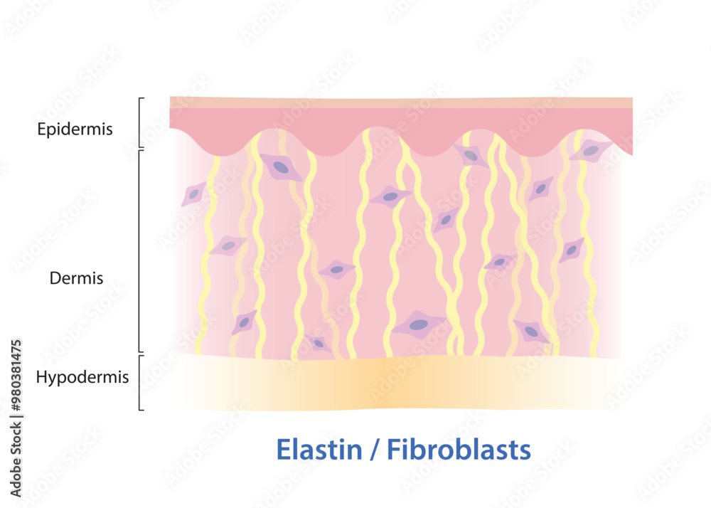 Elastin fibers and fibroblasts in dermis skin layer illustration ...