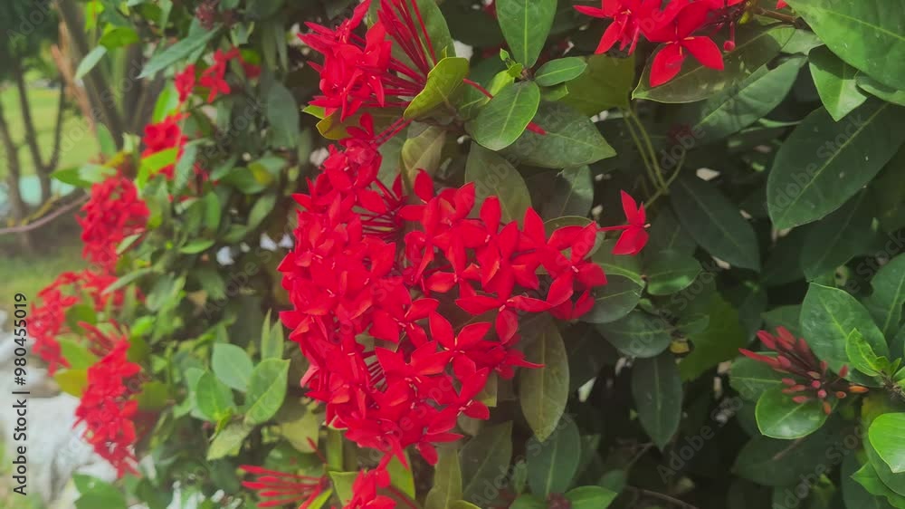 Ashoka tree blooming flowers and leaves.Saraca asoca, commonly known as ...