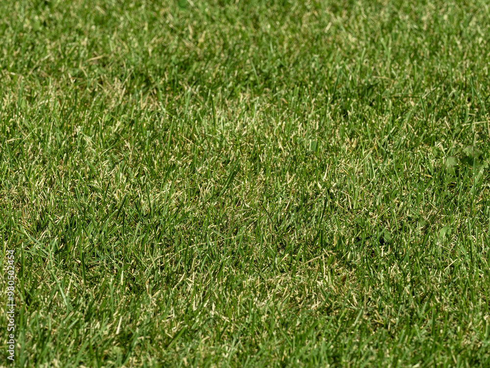 Green grass texture. Field of green grass, a lawn in spring. Background ...