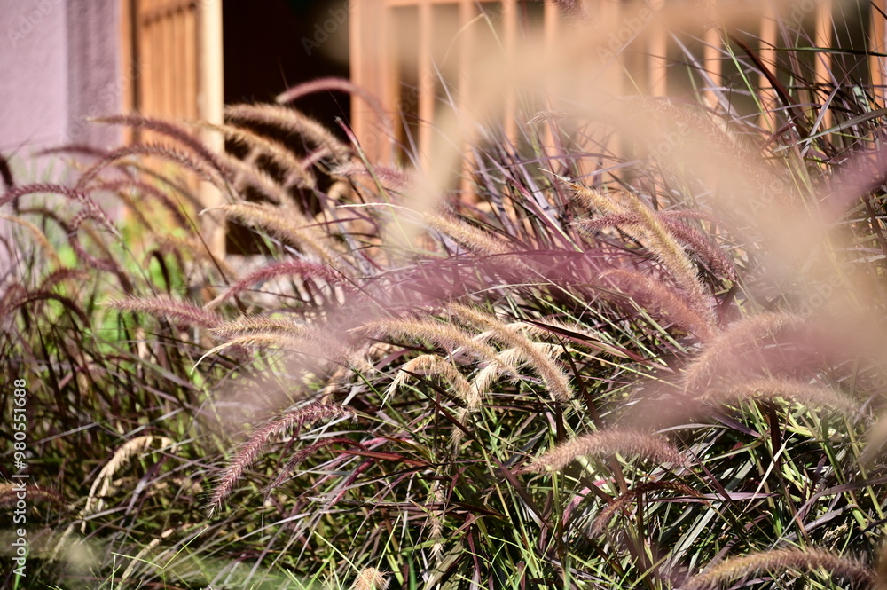 A close-up of Pennisetum setaceum 'Rubrum,' also known as Purple ...
