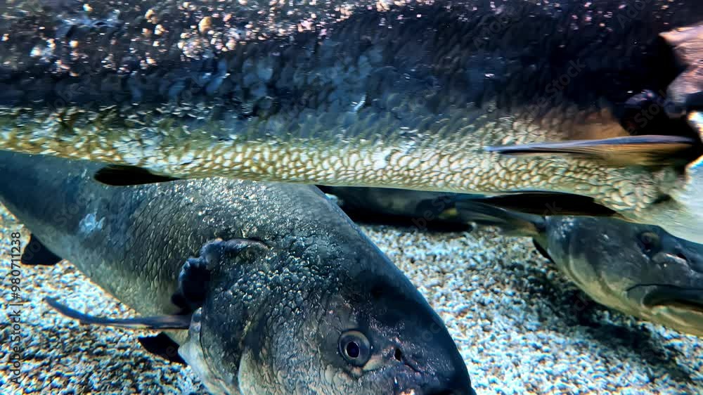 Chinese bahaba fish giant yellow croaker endangered marine species ...