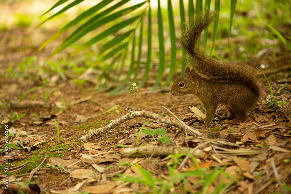 Esquilo de pelo marrom e longo rabo ao lado de uma folha de palmeira ...