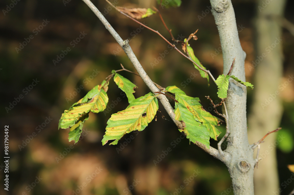 Curled, damaged leaves on a young sapling of an American Beech (Fagus ...