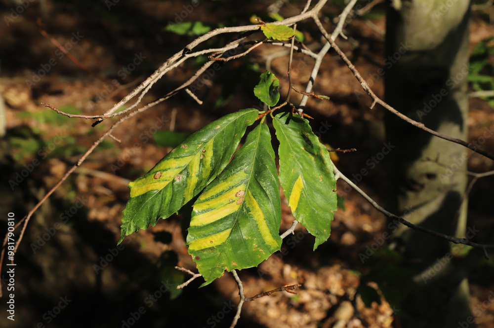 Leaves of an American Beech tree (Fagus grandifolia), showing damage ...