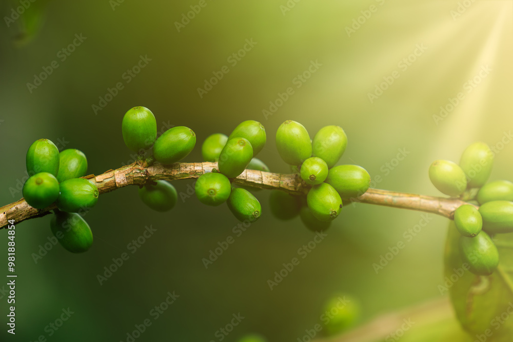 green raw Arabica coffee on coffee Plant in the big forest, at chiang ...