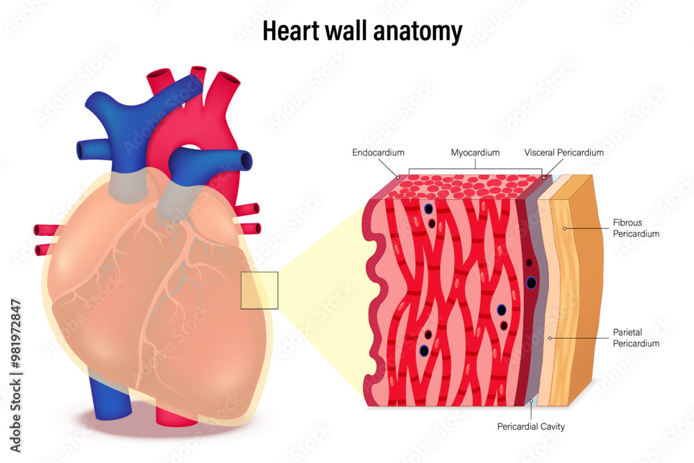 Heart Wall Anatomy Medical Cardiology Layers Of The Heart Wall