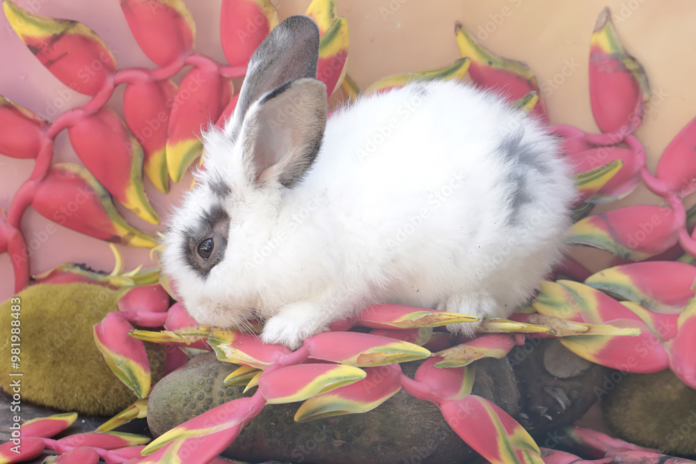 A white rabbit was eating a bunch of wild banana flowers that had ...