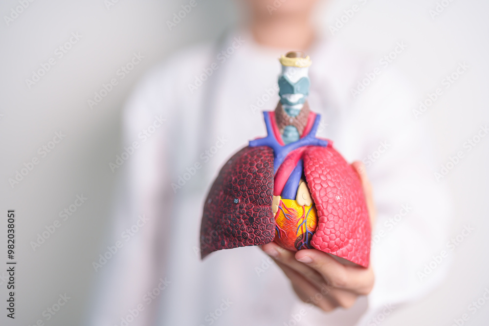 Doctor with Respiratory system anatomy for Diseases. Lung Cancer ...