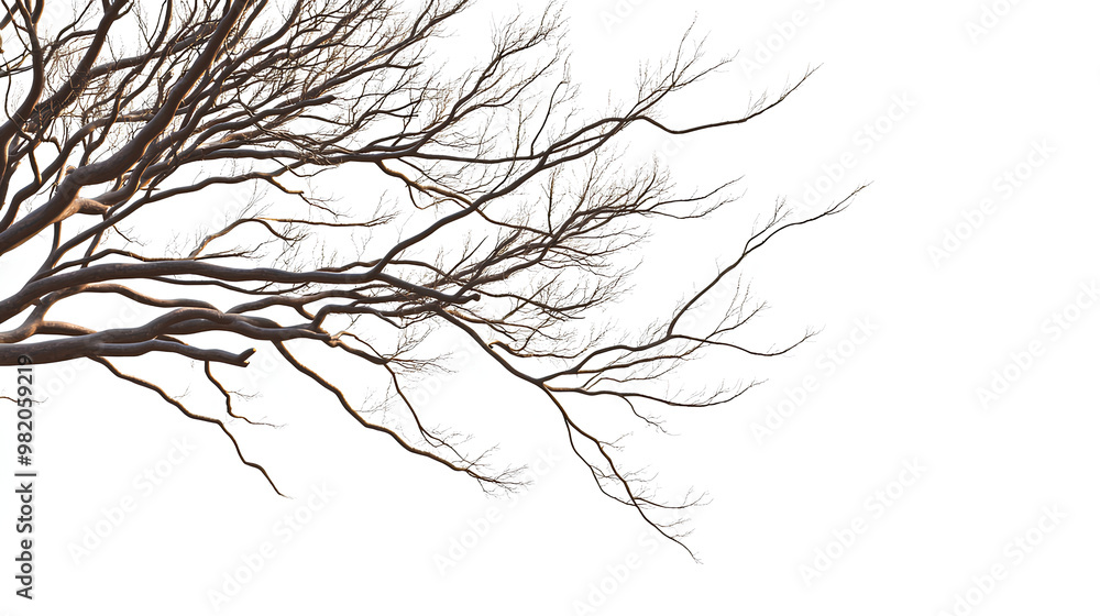 realistic tree branches shadow overlay blur isolated on white ... realistic tree branches shadow overlay blur isolated on white ...