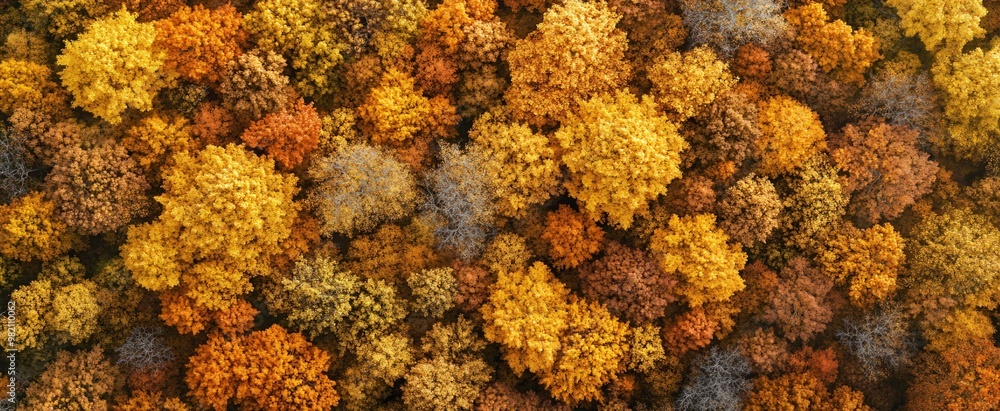 Hyper-realistic aerial view of an autumn forest showcasing vibrant ...