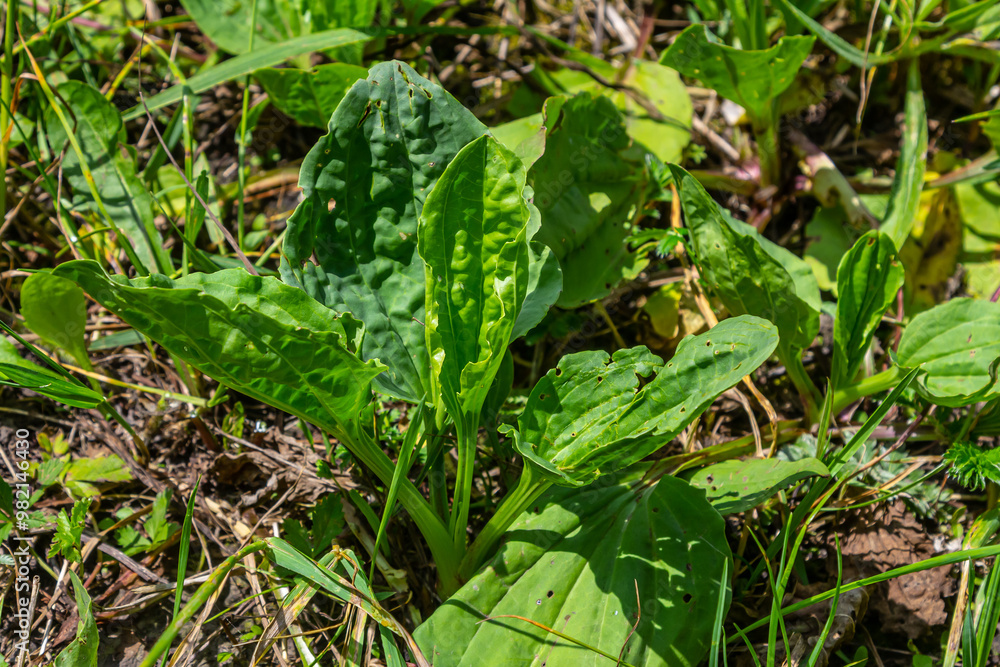 Greater Plantain, Waybread Plantago major tree and Thailand herb has ...