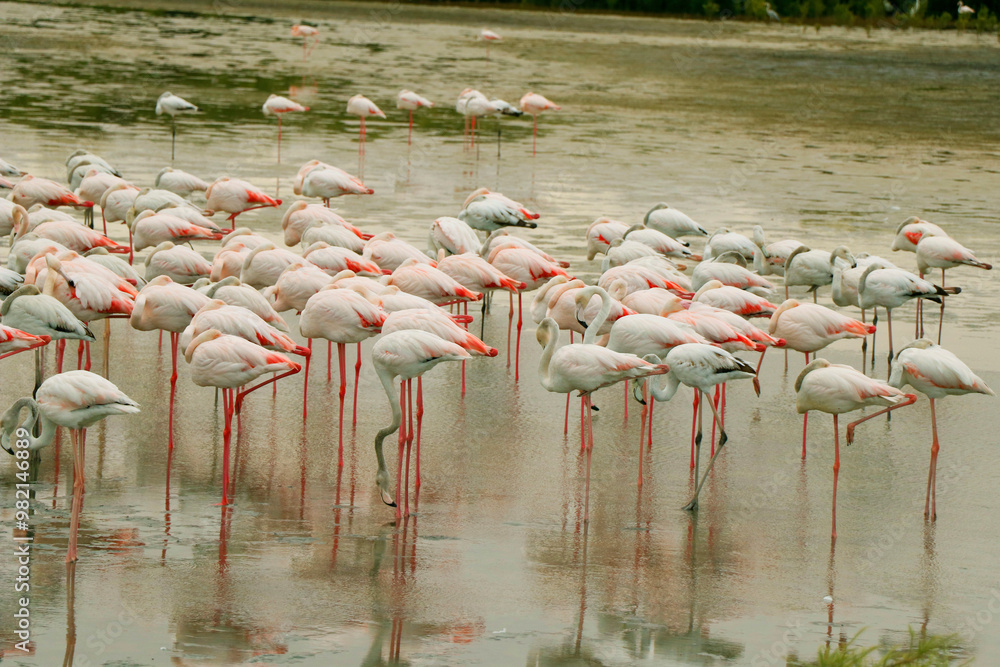 group of Greater flamingo is the most widespread and largest species of ...