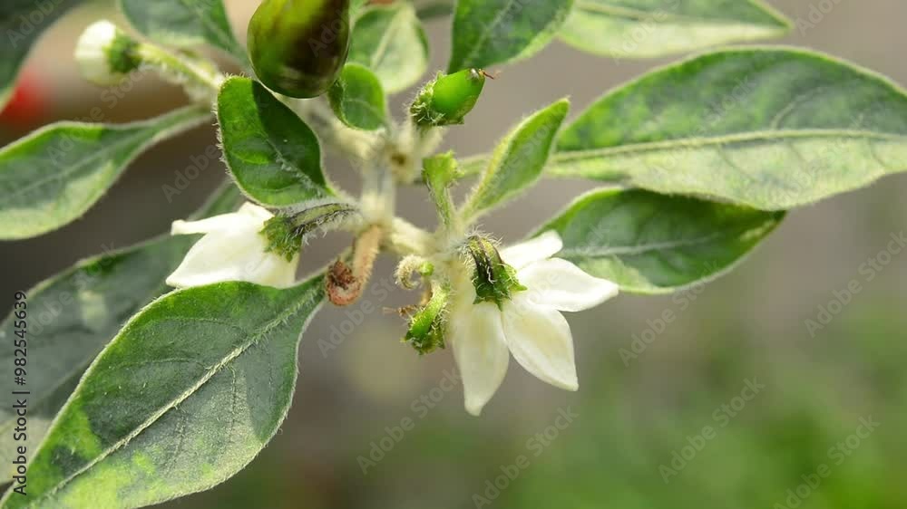 Ants and aphid on chili tree, Young shoots and leaves of chili plants ...