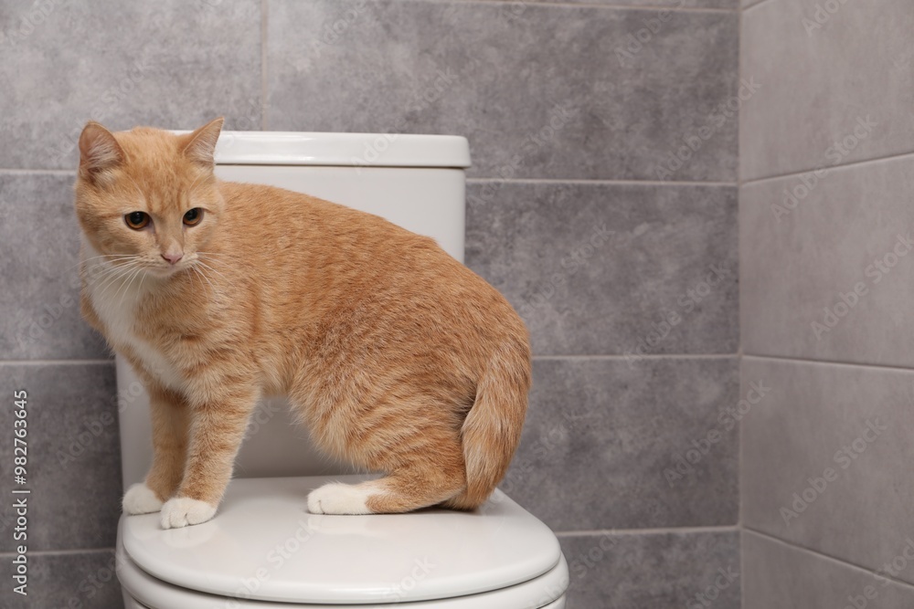 Cute cat sitting on toilet bowl in bathroom, space for text Stock Photo ...