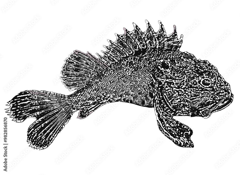Poisonous fish of the Black Sea. Black Sea scorpionfish, or Black Sea ...