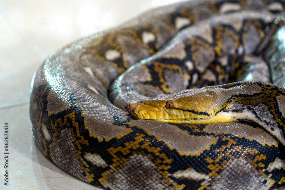 Reticulated Python - Malayopython reticulatus. Close-up face of a large ...