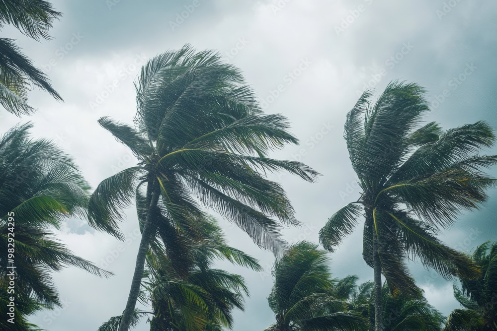 Strong Winds: Coconut Palm Trees Bending in Power of Siam Typhoon Stock ...