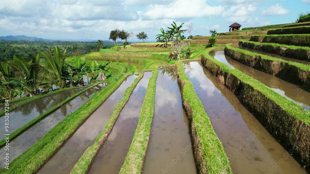 Aerial views of rice fields in Bali, Indonesia. Bali drone 4k. Rice ...