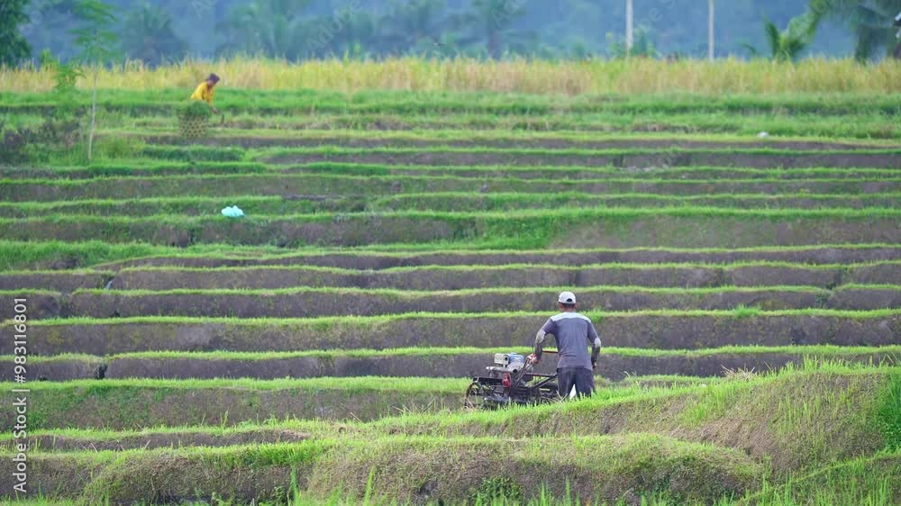 Balinese farmer plough a rice field near Ubud Bali. Rice paddy fields ...