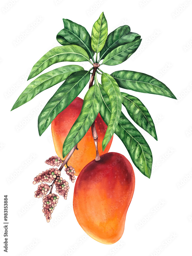 Watercolor mango group. Hand drawn Mangifera. Composition of mango ...