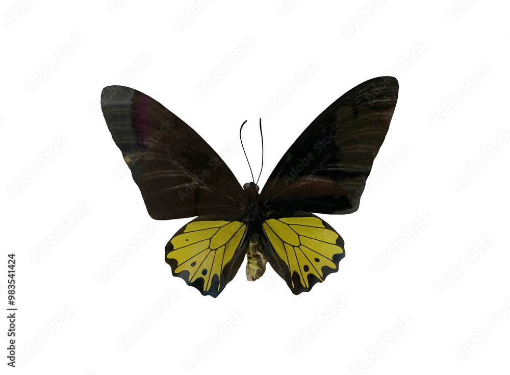Poster The golden birdwing is name of butterfly with transparent image ...