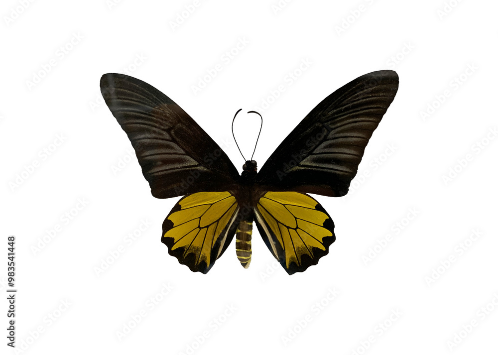 Poster The golden birdwing is name of butterfly with transparent image ...