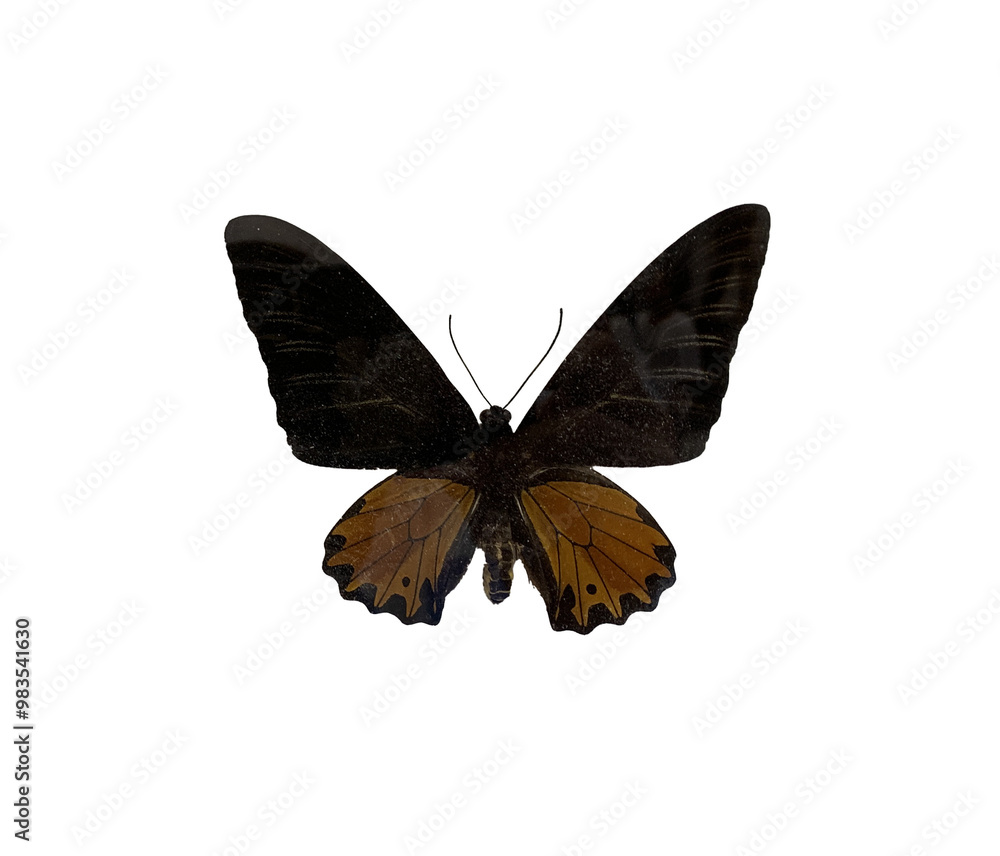 Poster The golden birdwing is name of butterfly with transparent image ...
