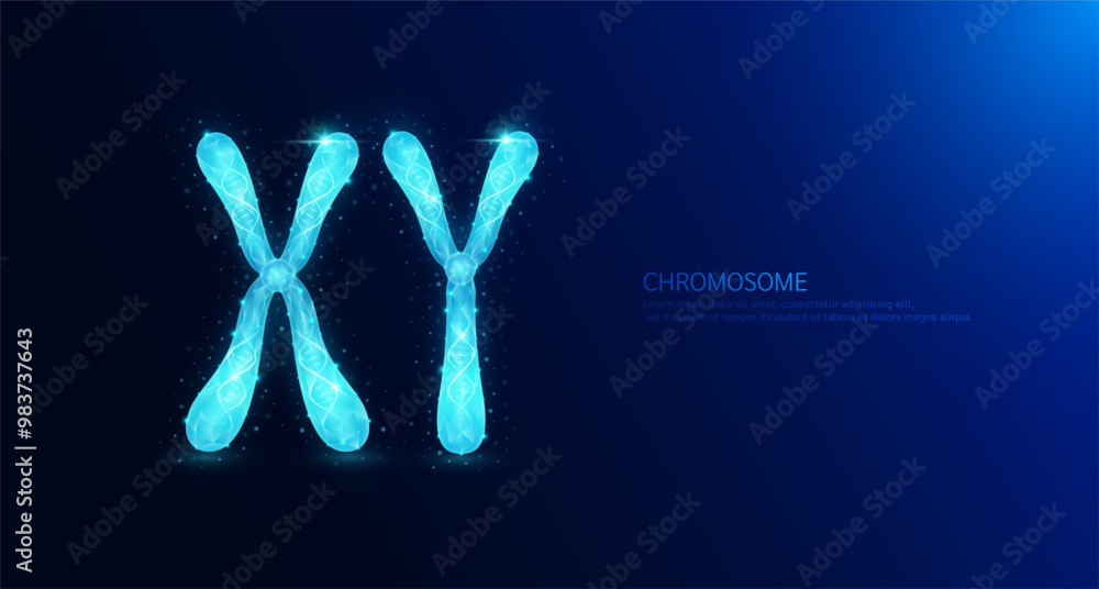 XY Chromosome male. DNA gene cell double helix blue glowing polygonal ...