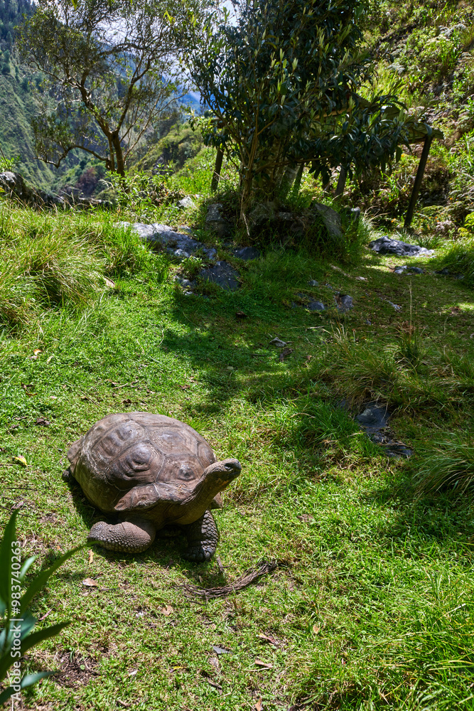 Galapagos giant tortoise slowly moving through green environment ...