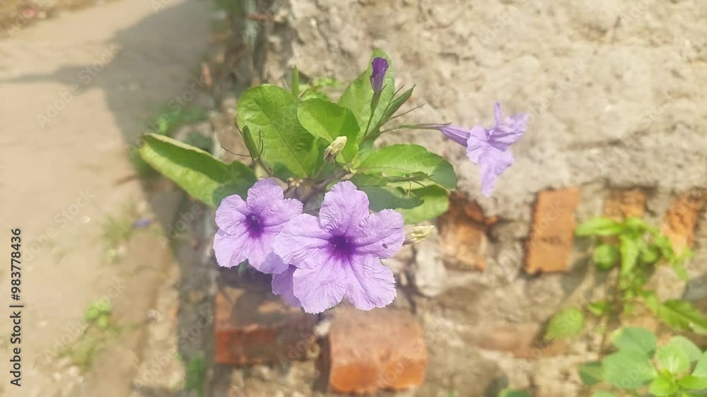 Ruellia tuberosa flowers sway gently in the wind near an old village ...