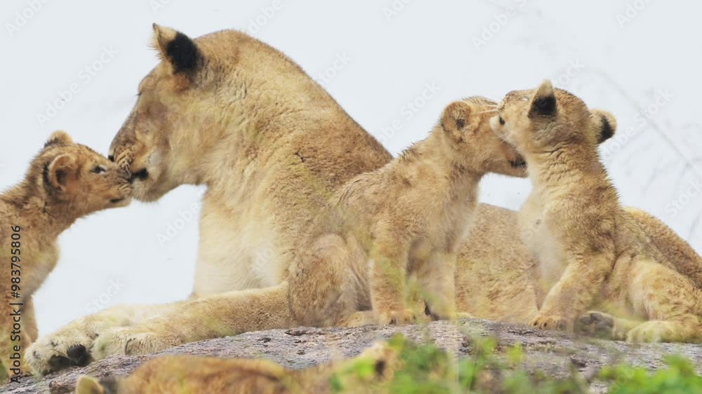 Lions Licking and Cleaning Lion Cubs, Mother Lioness and Pride of Lions ...