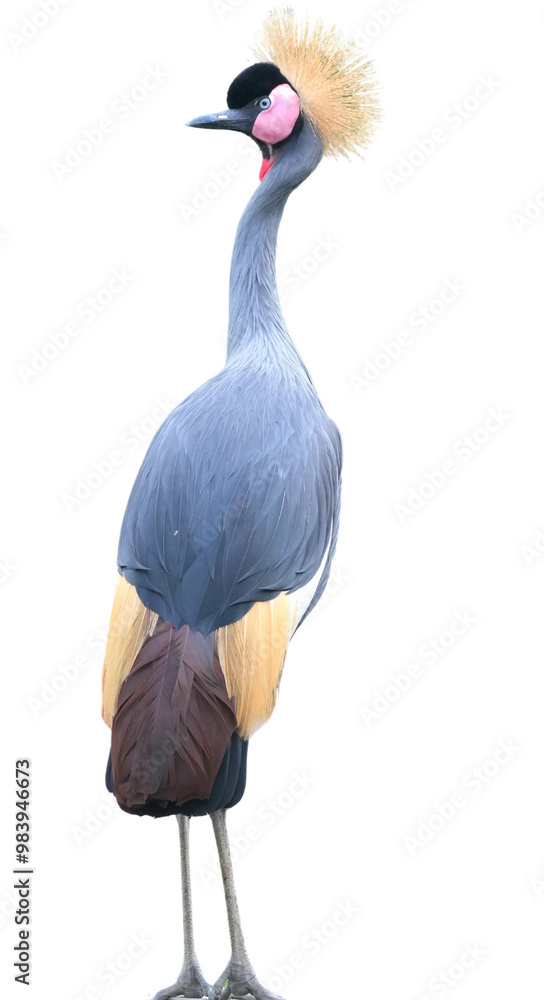 Grey Crowned Crane (Balearica regulorum), Also Known as the African ...