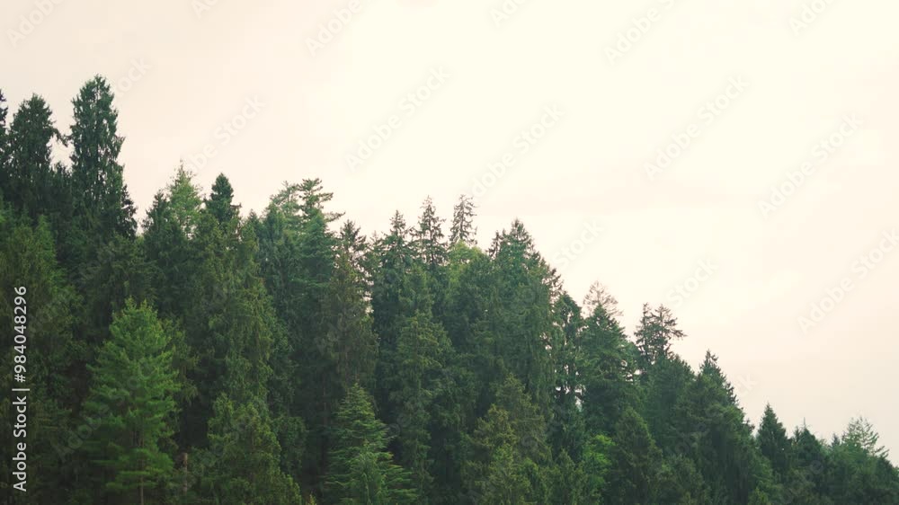 4K shot of Pine tree forest above the Himalayan mountain peaks as seen ...
