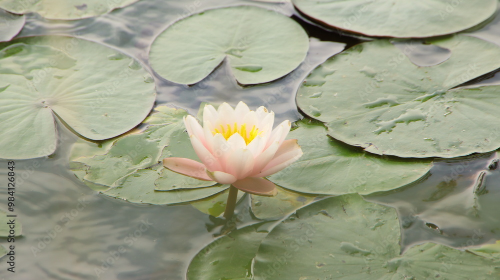 nenúfar en el lago de Banyoles, flor acuática, fondo de escritorio ...