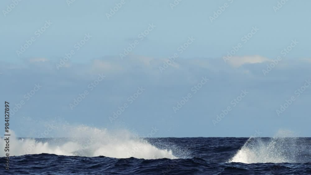 Humpback whale jump Megaptera breaches near East London South Africa ...