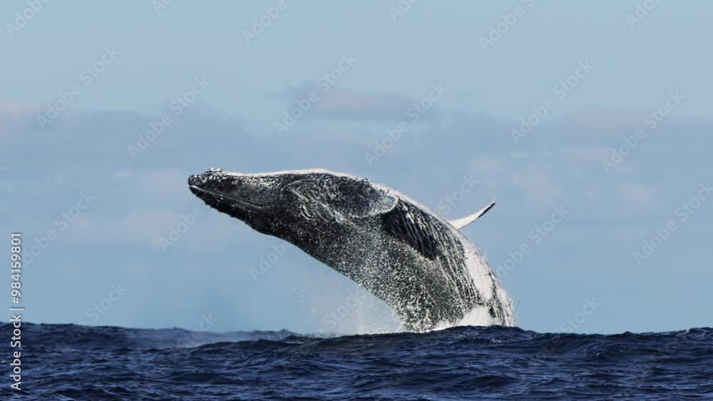 Humpback whale jump Megaptera breaches near East London South Africa ...