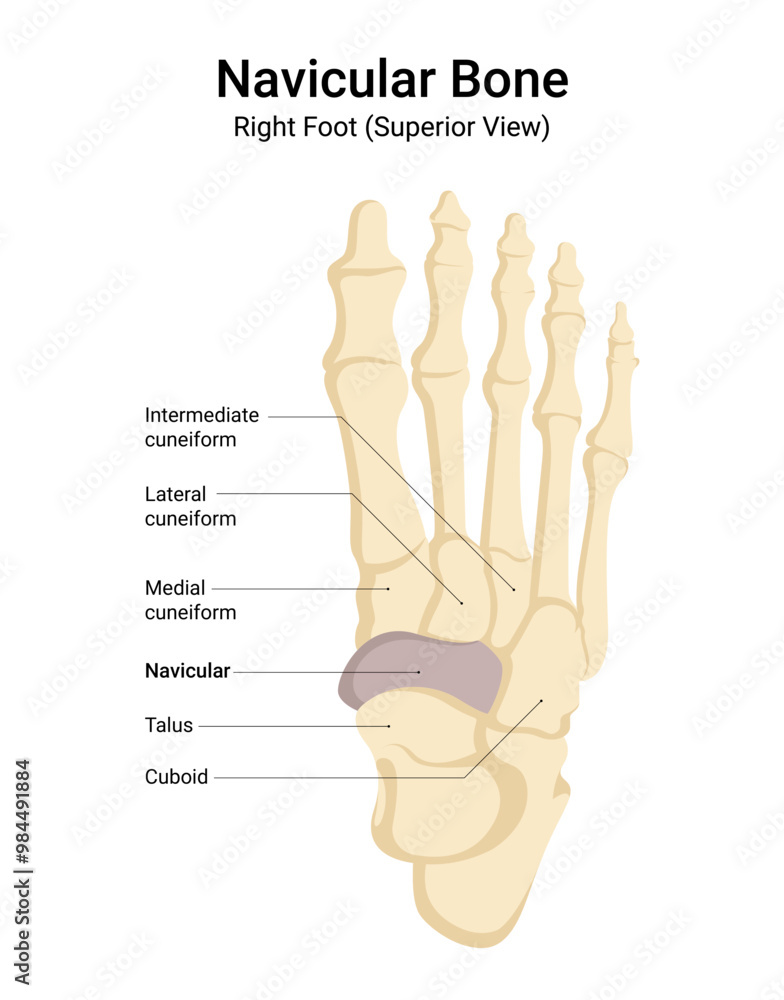 Anatomy of Right Foot Navicular Bone Stock Vector | Adobe Stock