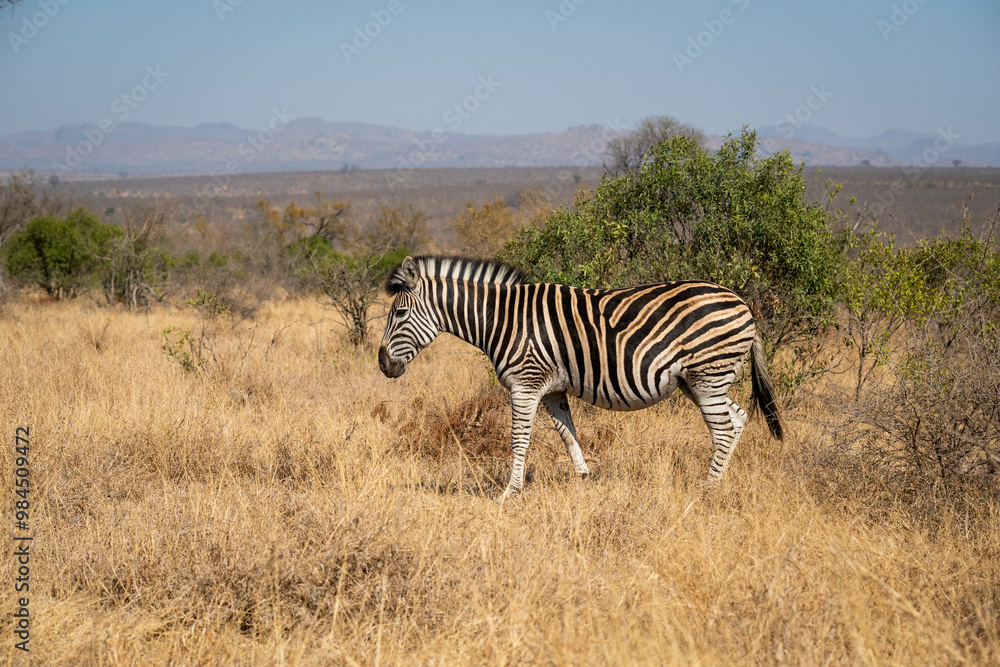 Zebras are African equines with distinctive black-and-white striped ...