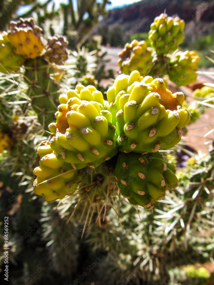 The spiny branches and knobby fruit of a staghorn colla cactus ...