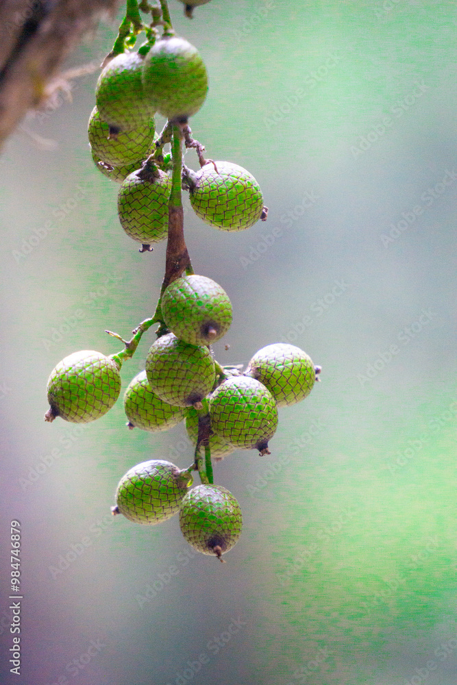 Rattan fruit (Manau, hoe, jernang, buah ular, Littuko) on the tree. The ...
