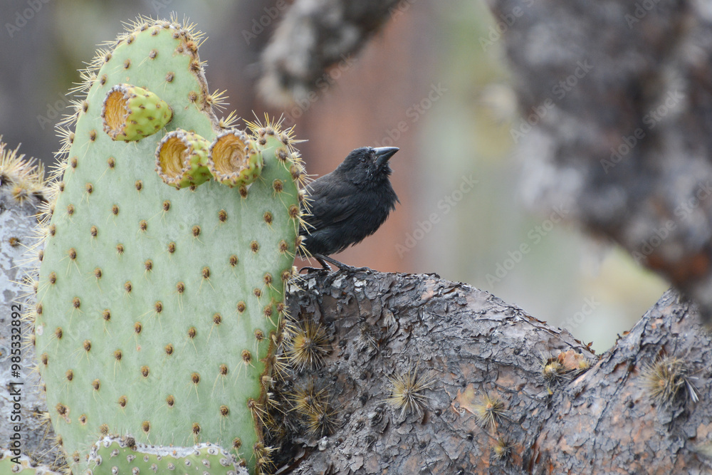 Common Cactus Finch (Geospiza scandens) perches on an Opuntia prickly ...