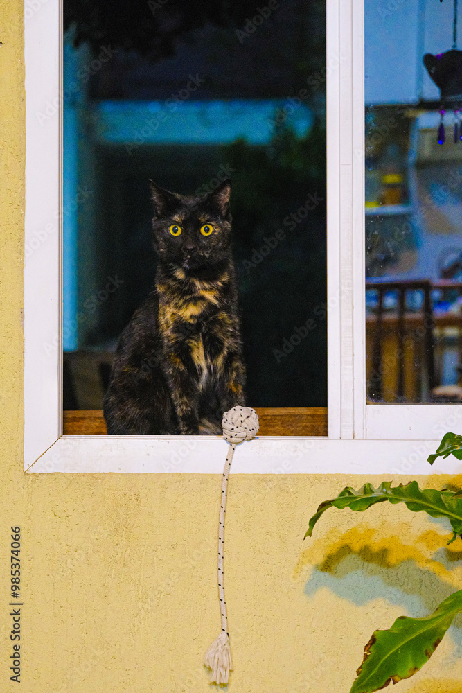 Poster Portrait of a Calico Cat: A Three-Colored Black and White Beauty ...